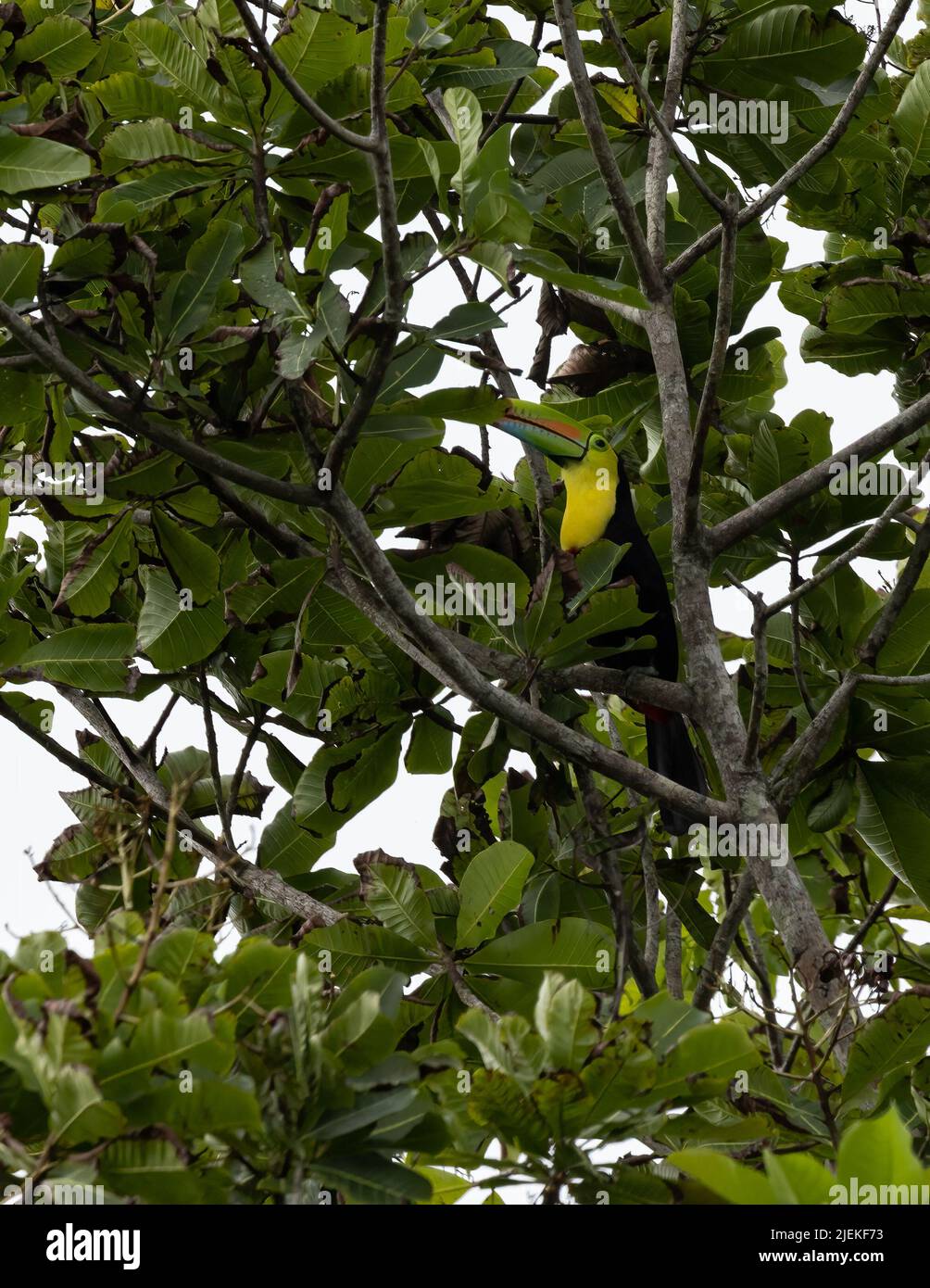 Toucan in the trees of Lake Gatun, Panama Stock Photo - Alamy