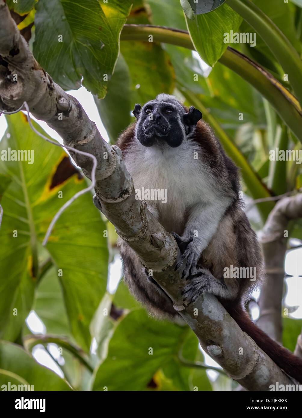 A Panamanian white-faced capuchin in the rain forest in the Canal Zone ...