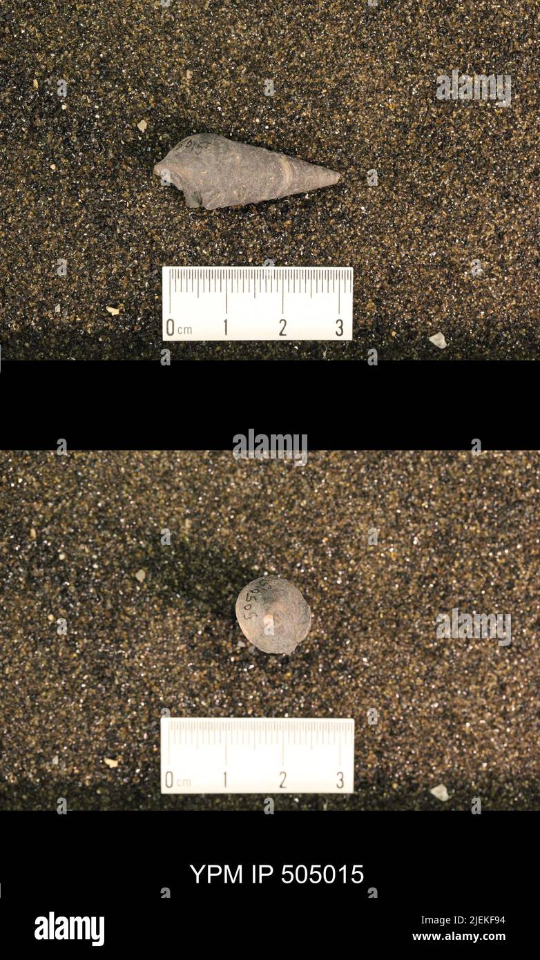 Peracuta hi-res stock photography and images - Alamy