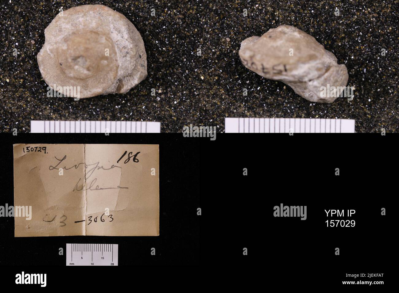 Murchisoniina hi-res stock photography and images - Alamy