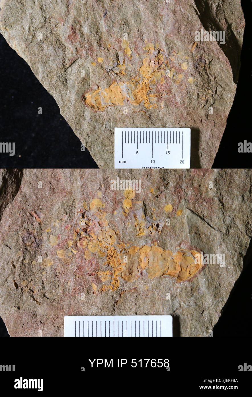 Eocrinoidea hi-res stock photography and images - Alamy