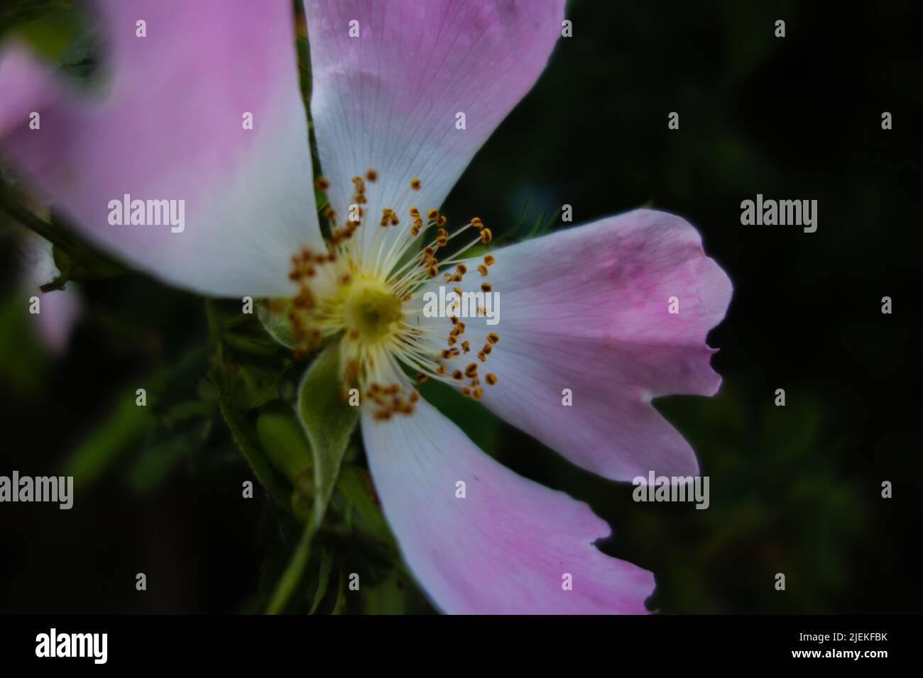dog rose (Rosa canina) a single white and pink dog rose isolated on a ...