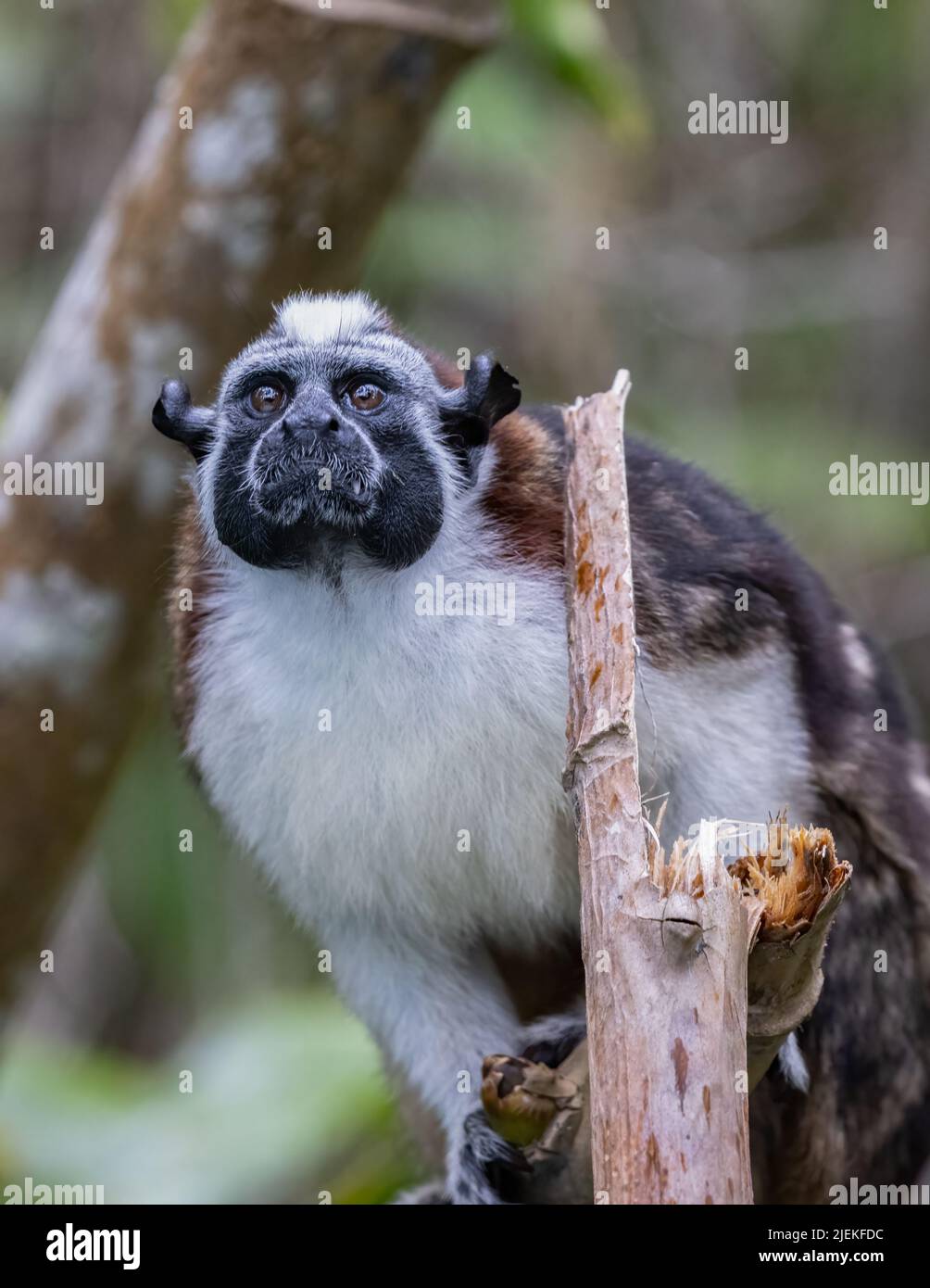 A Panamanian white-faced capuchin in the rain forest in the Canal Zone ...