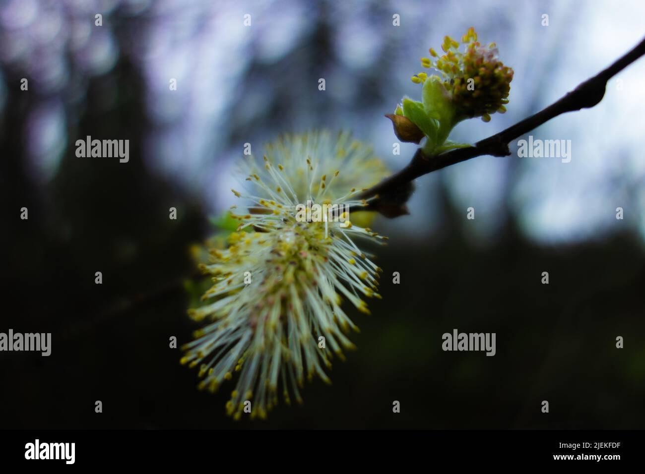Pale green yellow catkins hi-res stock photography and images - Alamy