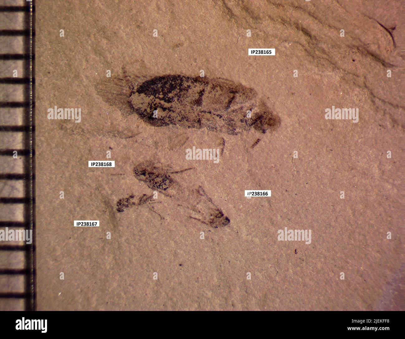 Undet blattaria hi-res stock photography and images - Alamy