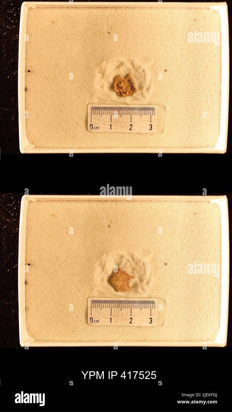 Dalmanella clarki maynard hi-res stock photography and images - Alamy