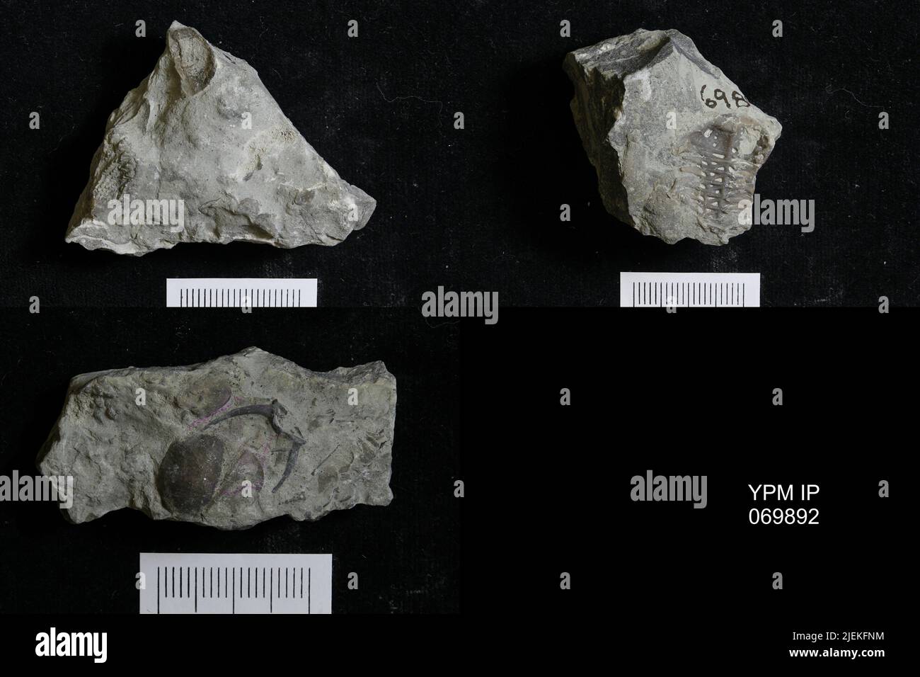 Numitor hi-res stock photography and images - Alamy