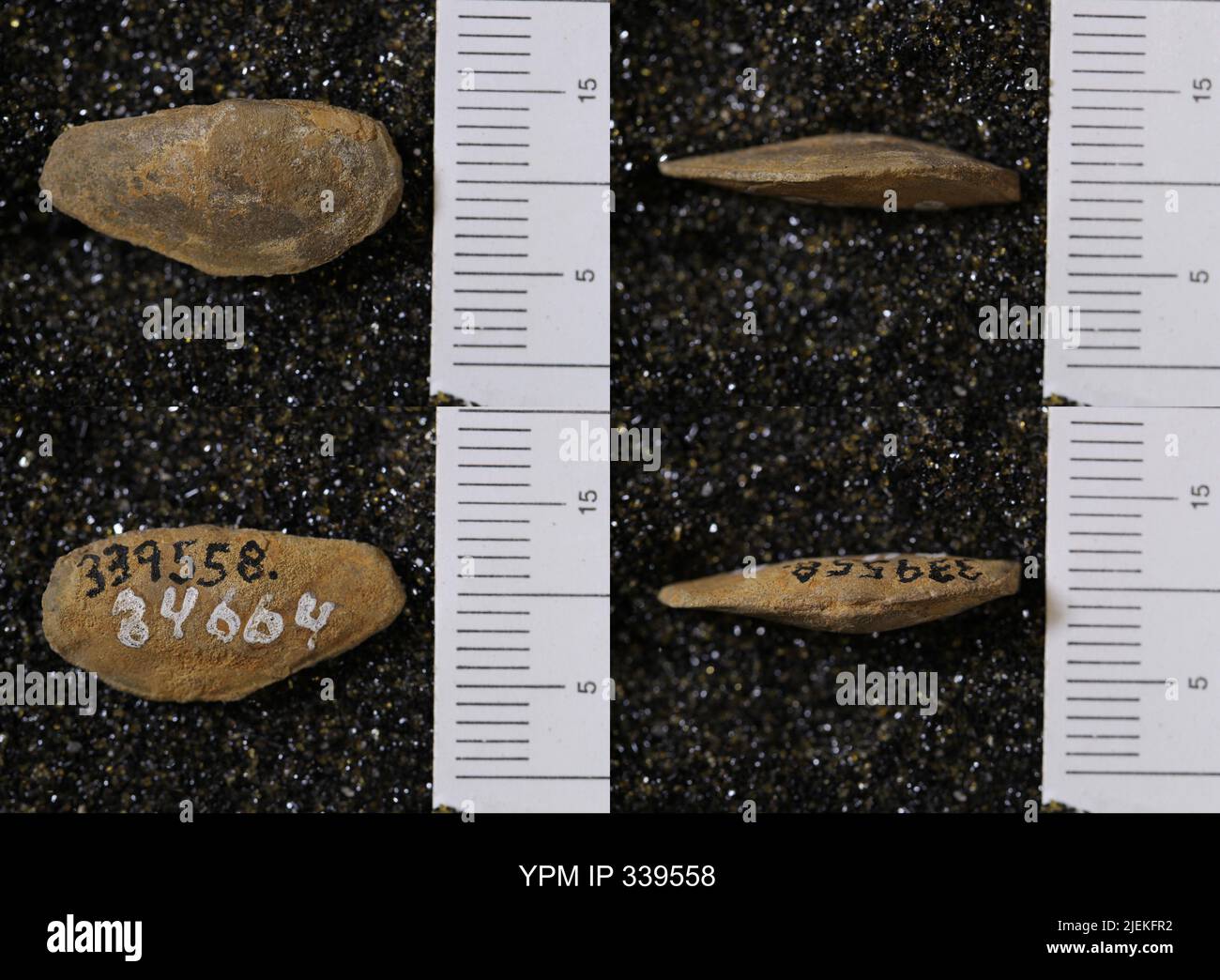 Yoldia shell hi-res stock photography and images - Alamy