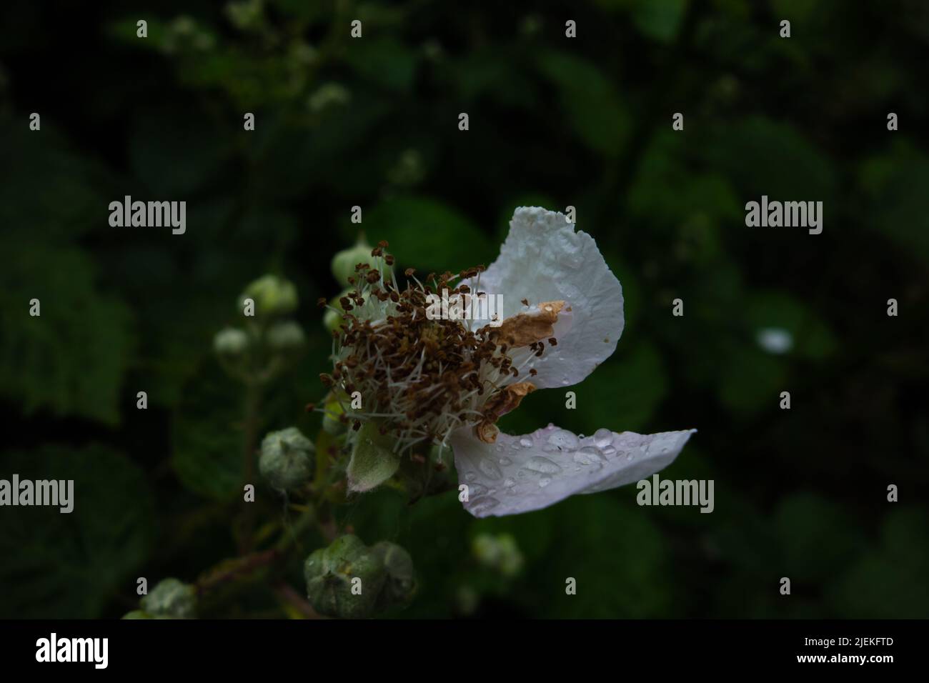 single dead flower isolated against a dark green background Stock Photo ...