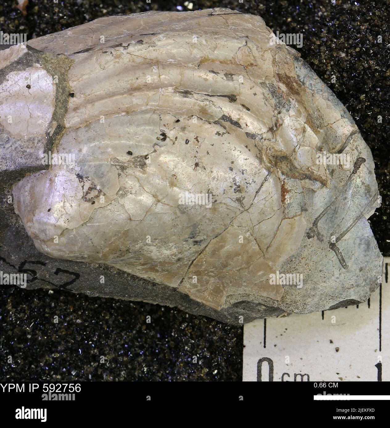 Inoceramus sp animalia hi-res stock photography and images - Alamy