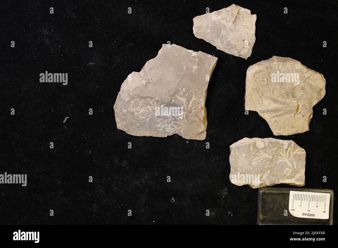 Chondrites hi-res stock photography and images - Alamy