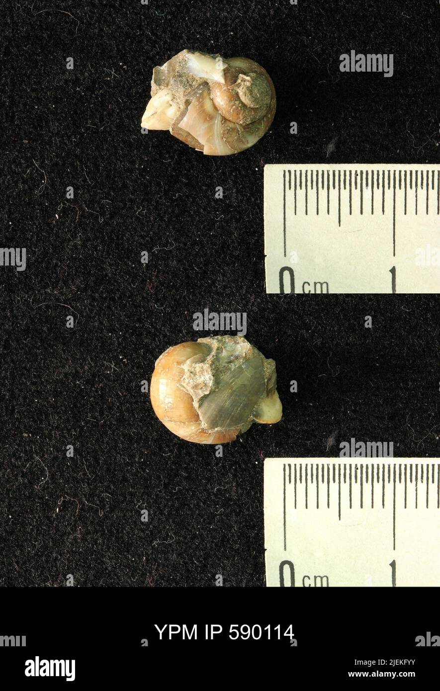 Euspira sp animalia hi-res stock photography and images - Alamy