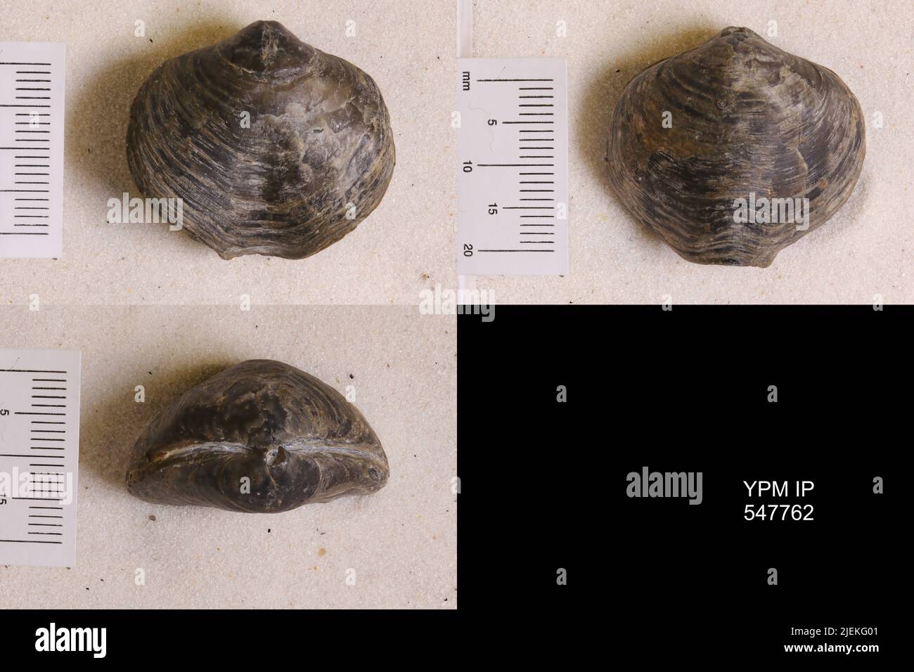 Athyris spiriferoides Eaton Stock Photo - Alamy