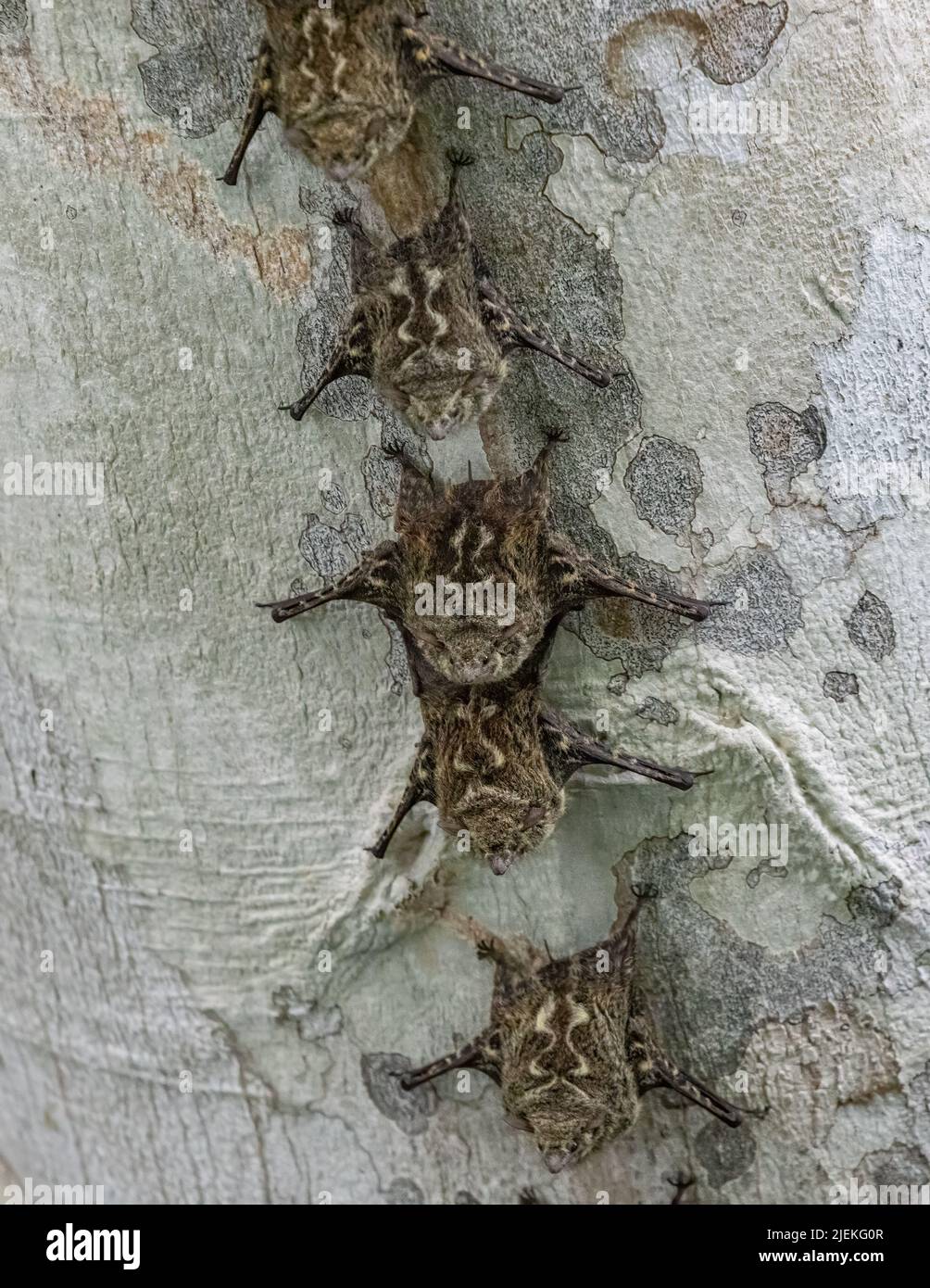 Bats on a tree in Lake Gutan, Panama Stock Photo - Alamy