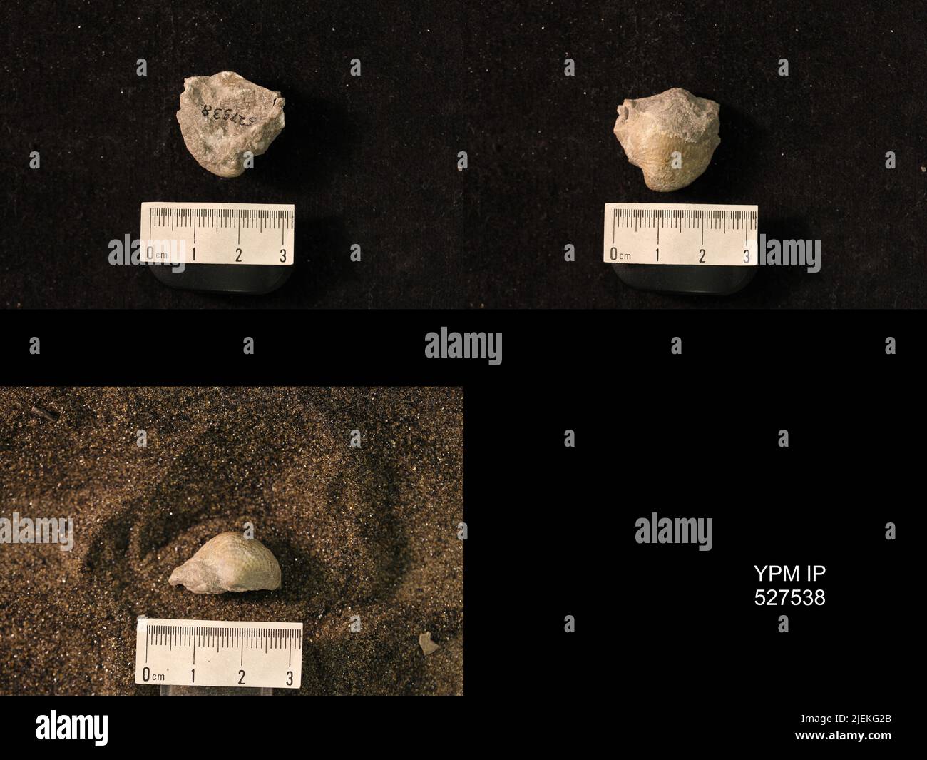 Pustula pustulosa phillips hi-res stock photography and images - Alamy