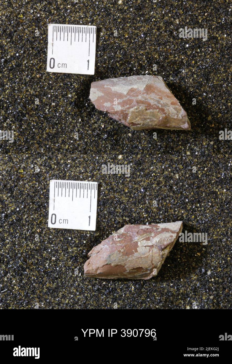 Baculites sp animalia hi-res stock photography and images - Alamy