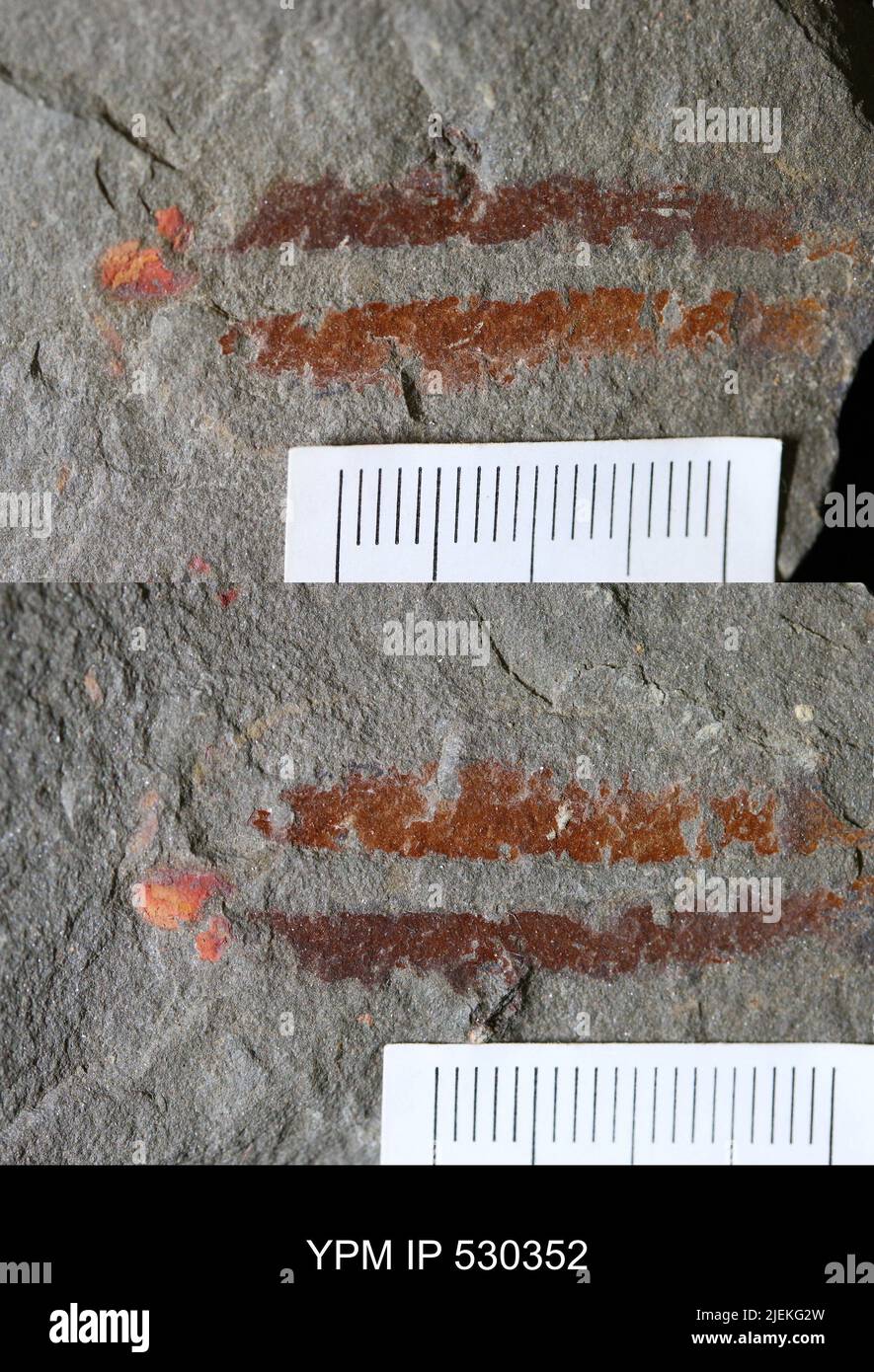 Ichnofossils hi-res stock photography and images - Alamy