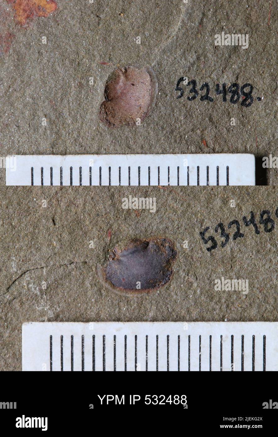 Trilobita tr hi-res stock photography and images - Alamy