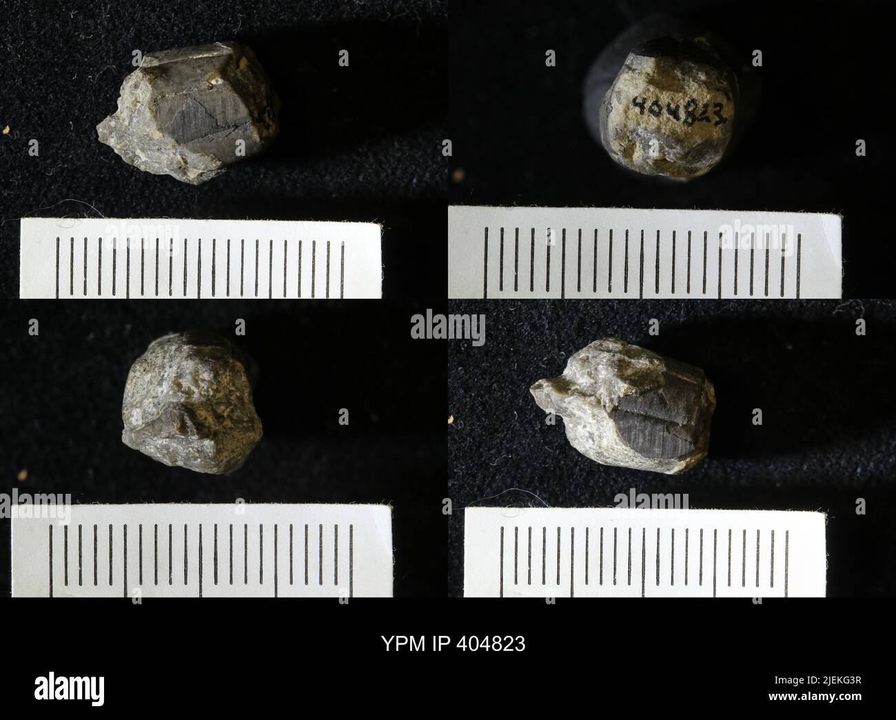 Conularia hi-res stock photography and images - Alamy