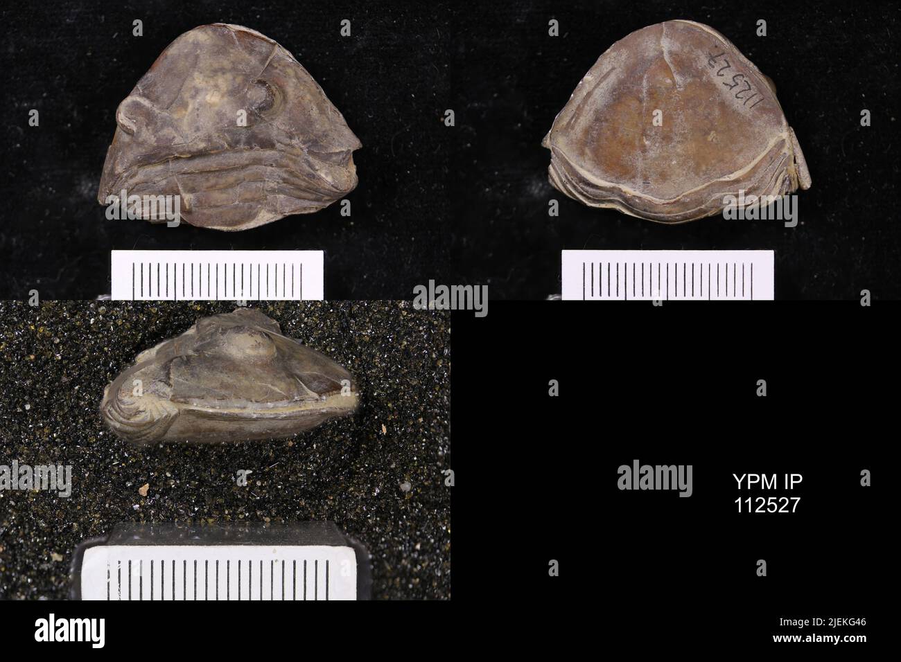 Isotelus hi-res stock photography and images - Alamy