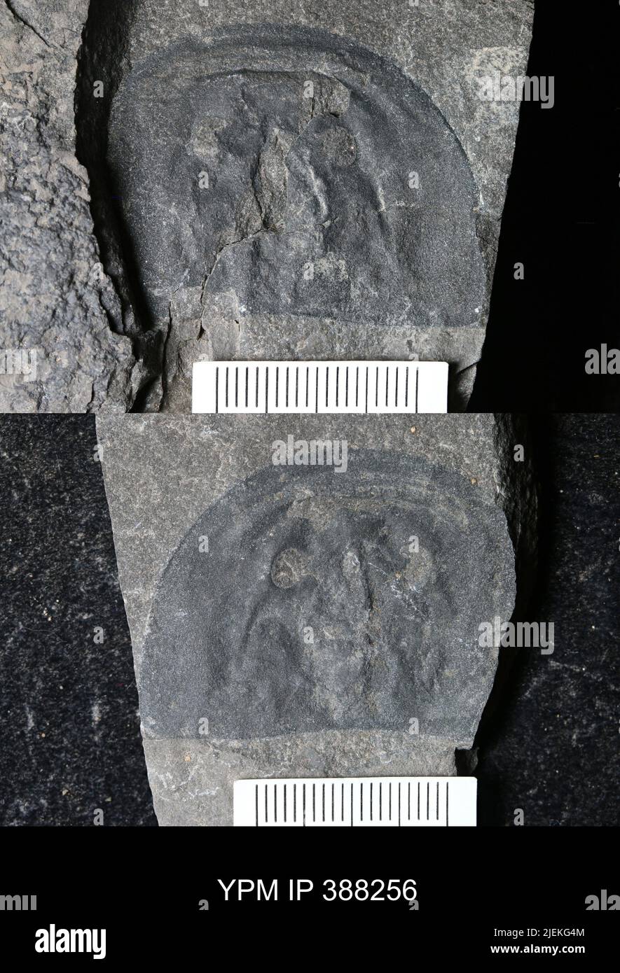 Erieopterus microphthalmus microphthalmus hall animalia hi-res stock ...