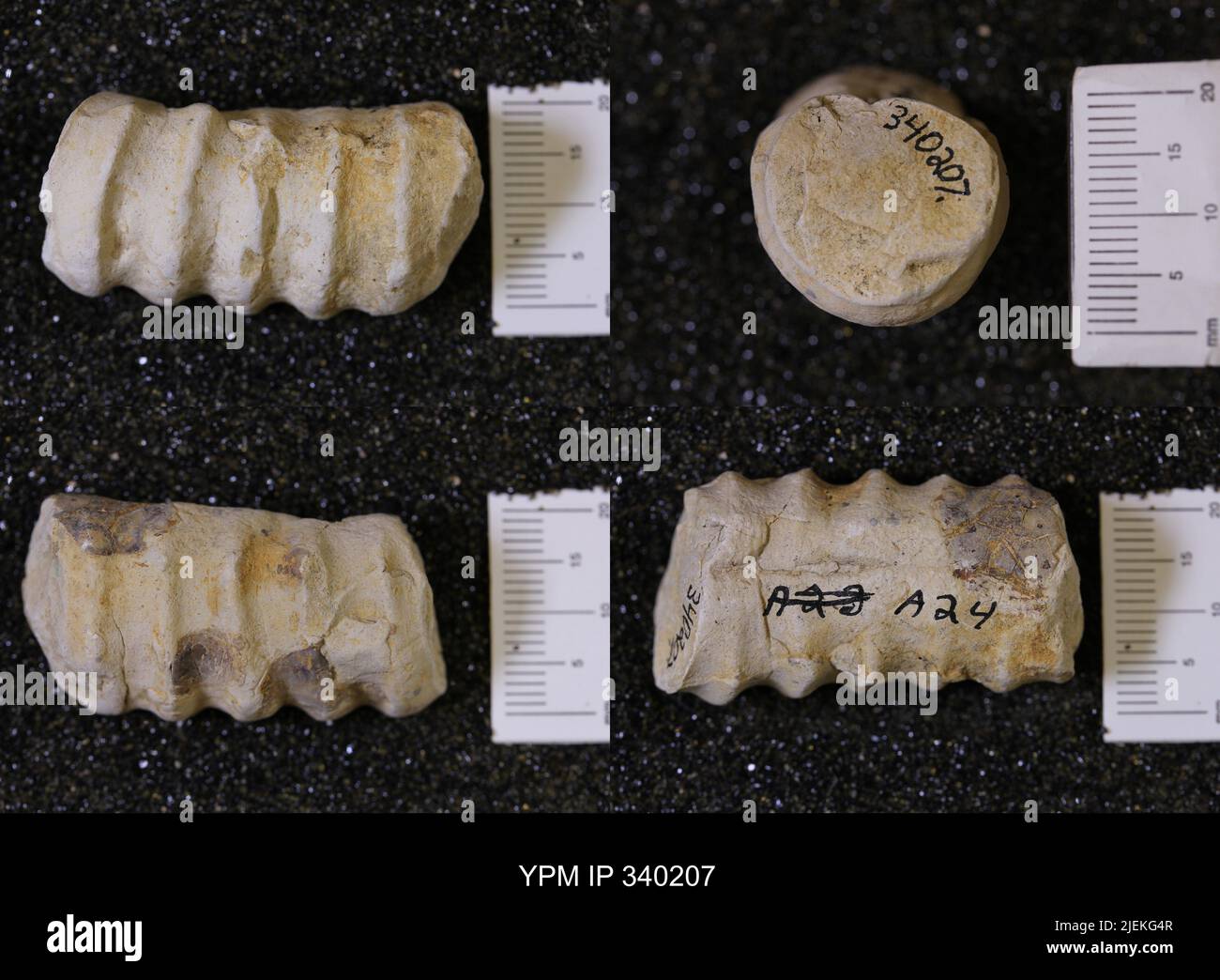 Hamites sp animalia hi-res stock photography and images - Alamy