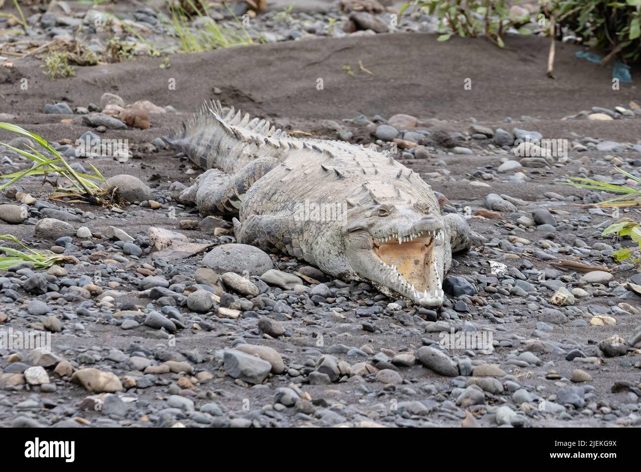 Crocs in the sun hi-res stock photography and images - Alamy