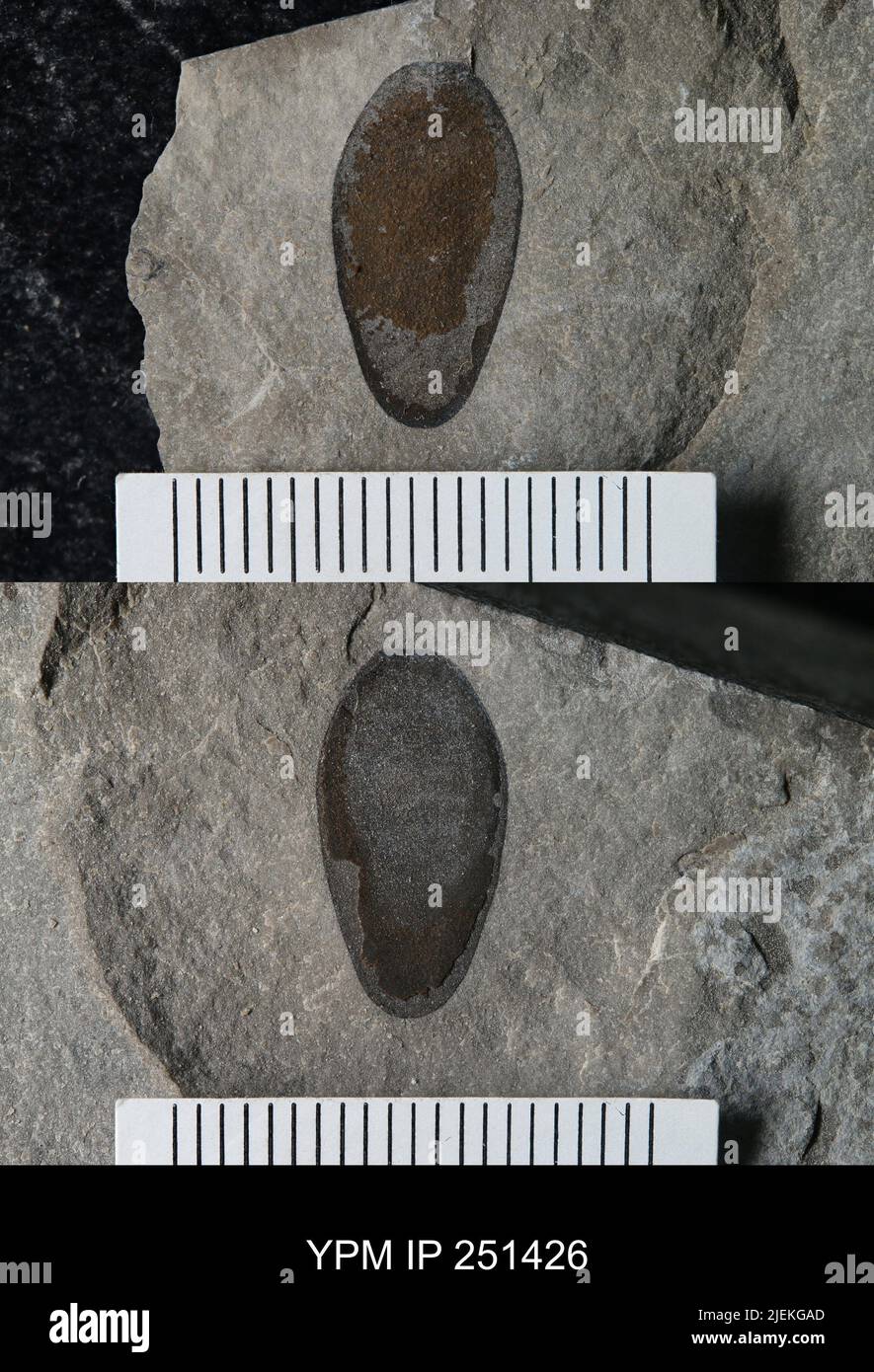 Eurypterus sp animalia hi-res stock photography and images - Alamy