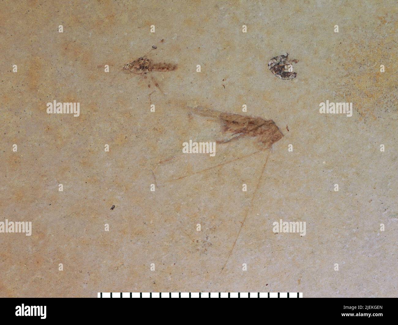 Undet heteroptera animalia hi-res stock photography and images - Alamy