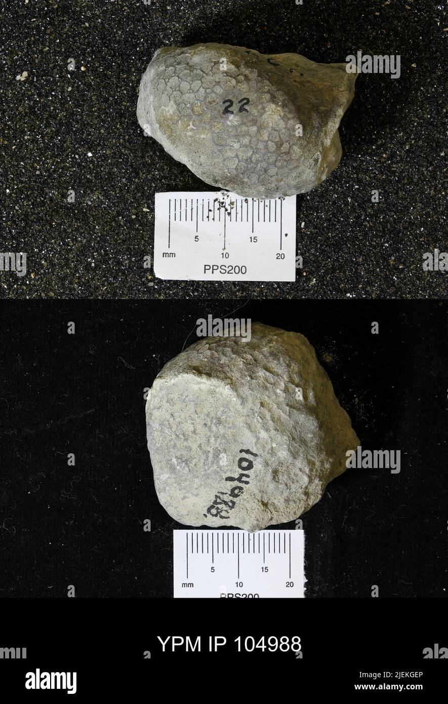 Capax hi-res stock photography and images - Alamy