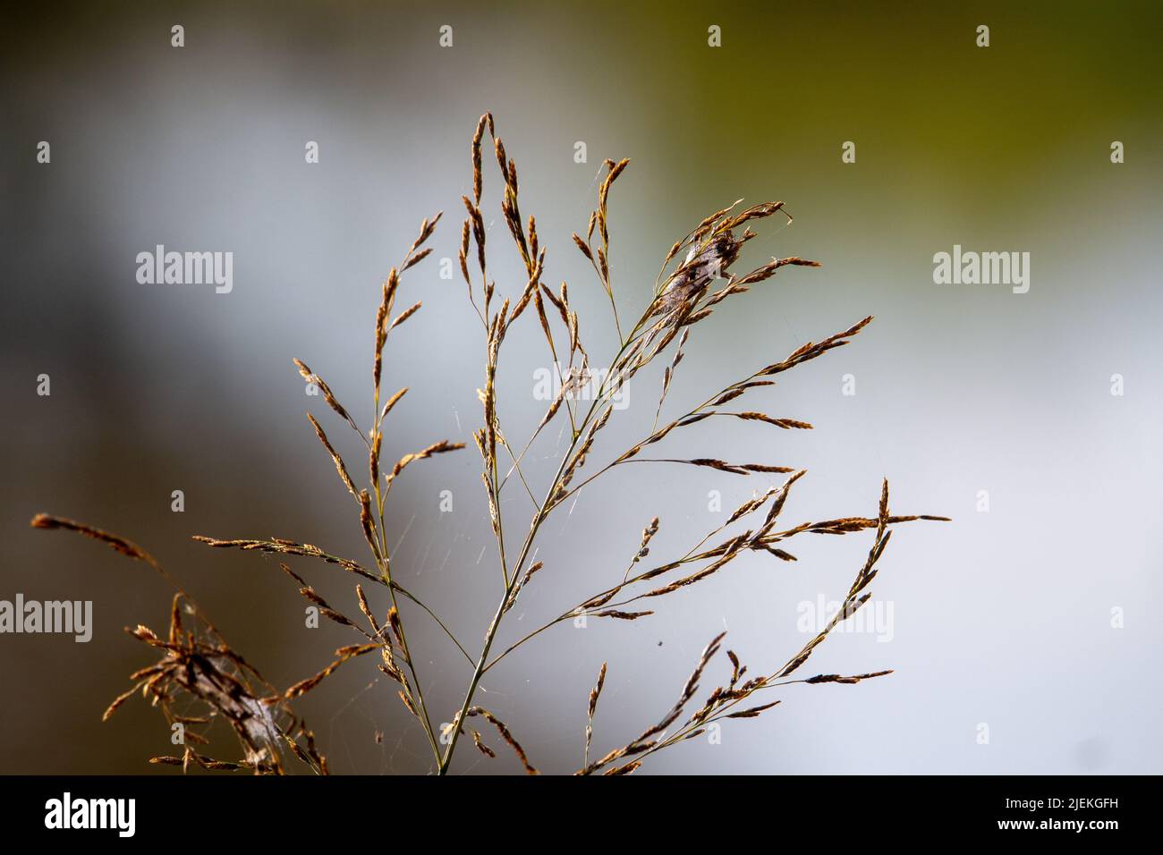 single grass flower head isolated on a natural dark grey background ...