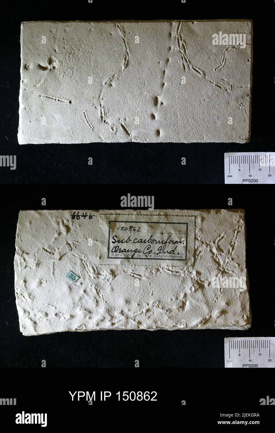 Bifurcus hi-res stock photography and images - Alamy