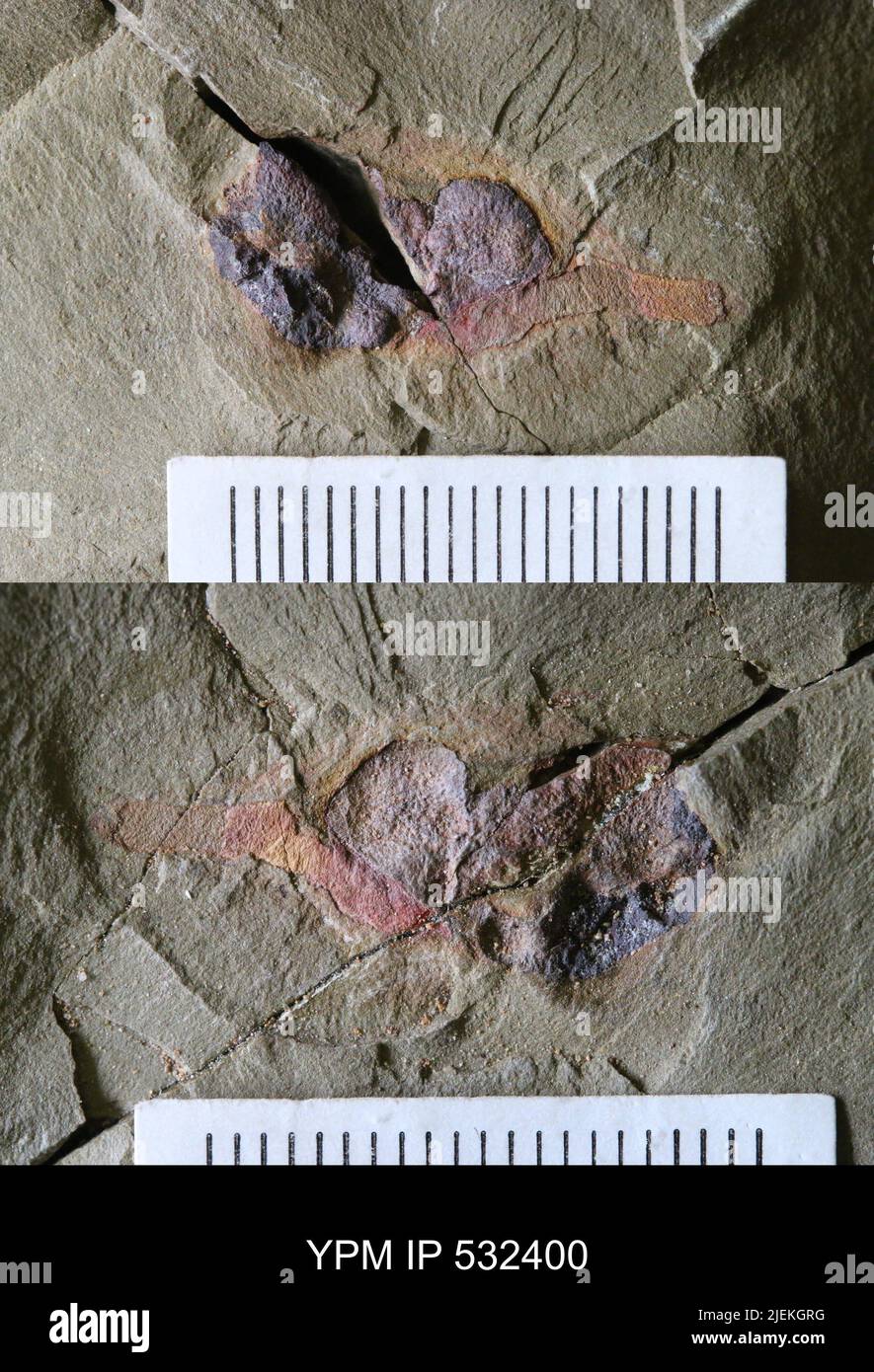 Porifera animalia hi-res stock photography and images - Alamy