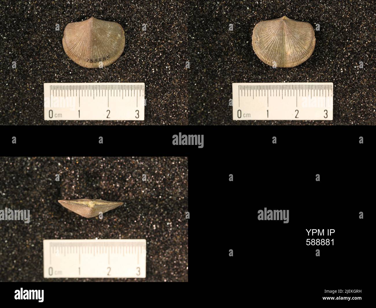 Dalmanella meeki (Miller, 1875 Stock Photo - Alamy