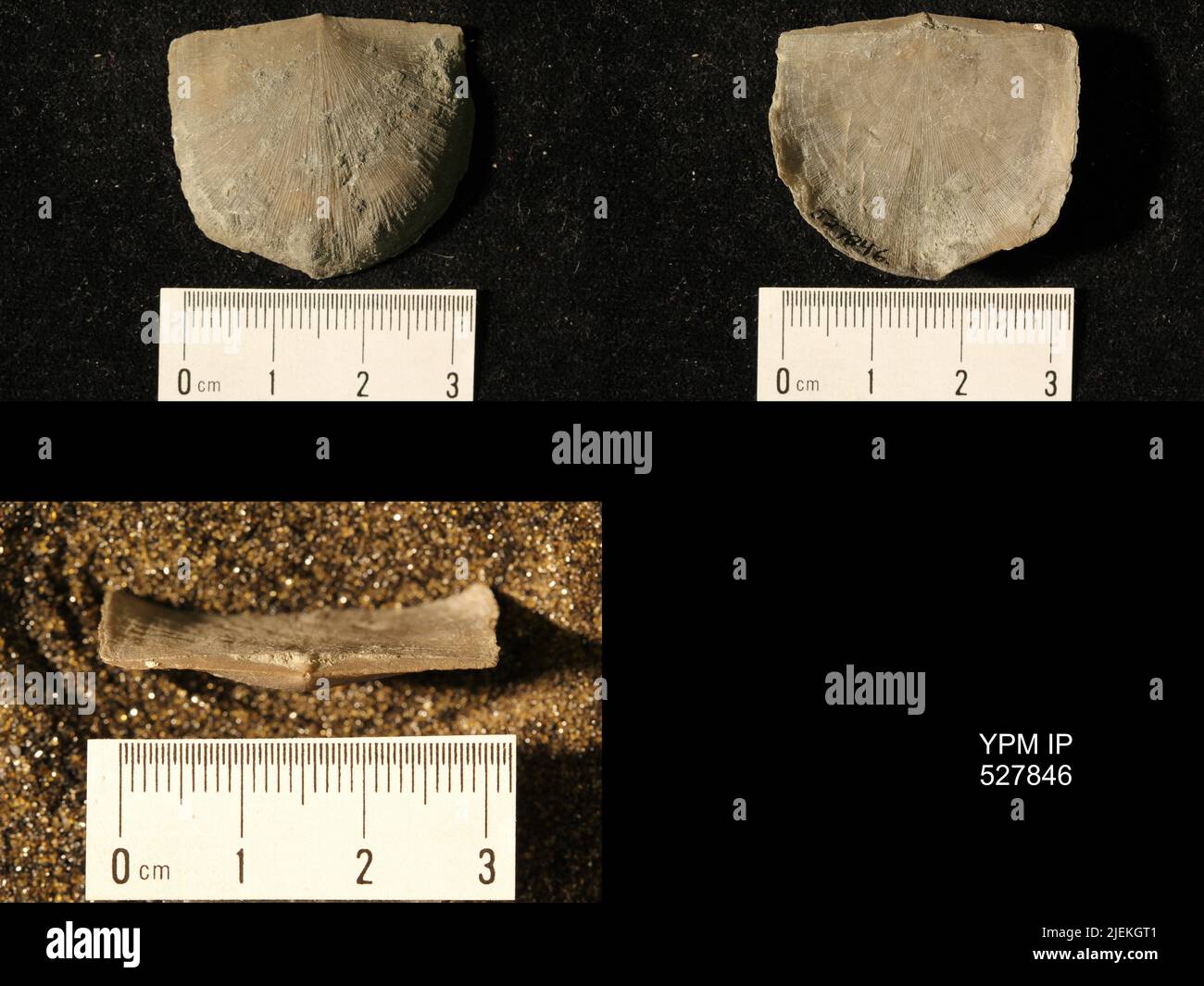 Rafinesquina alternata hi-res stock photography and images - Alamy