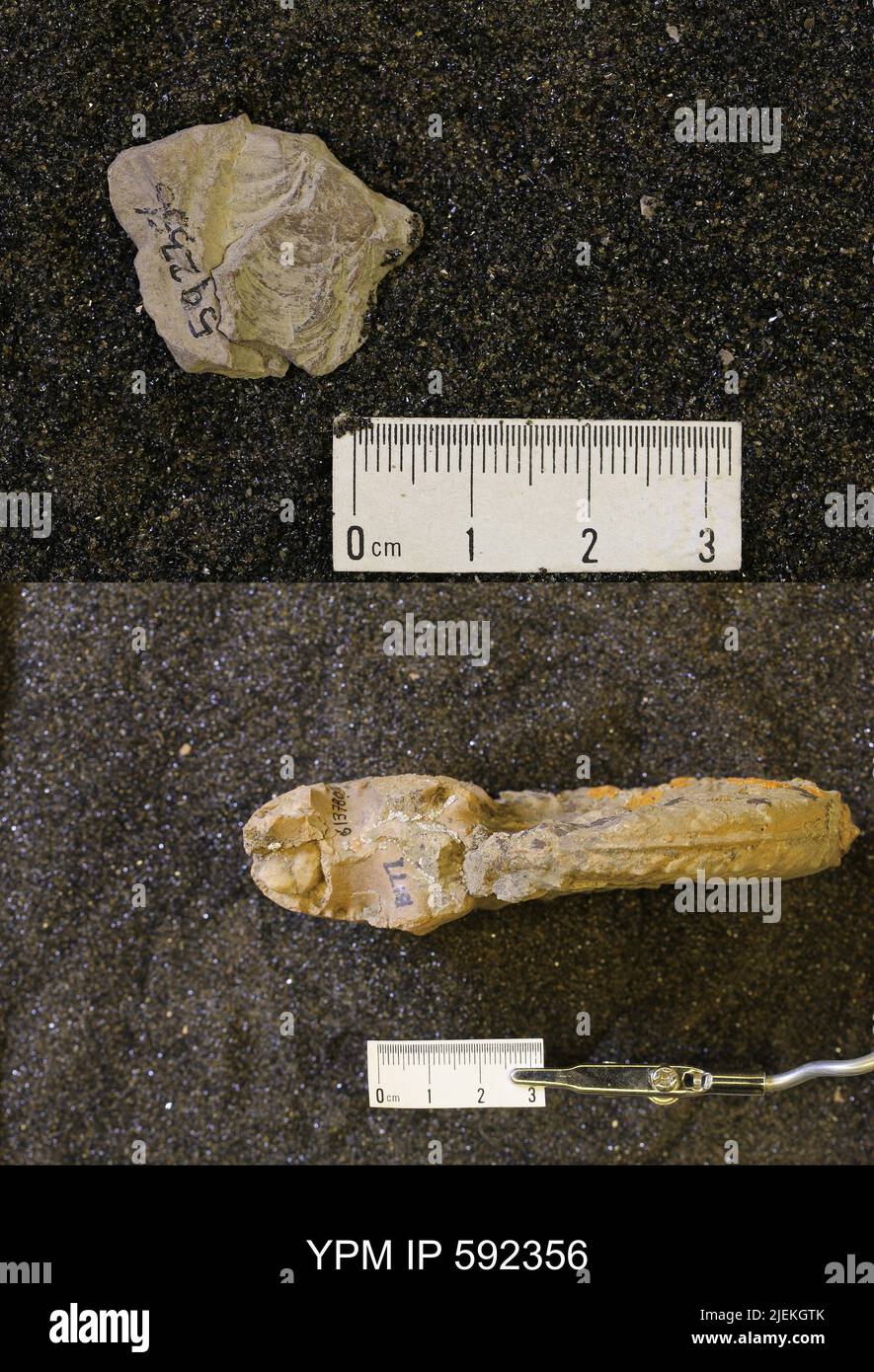 Inoceramus acutiplicata animalia hi-res stock photography and images ...