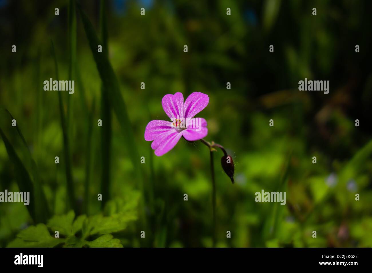 single pink wildflower isolated on a natural woodland background Stock ...