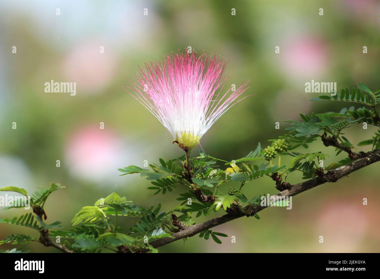 single red and white Surinam Powder Puff Tree (Calliandra surinamensis ...