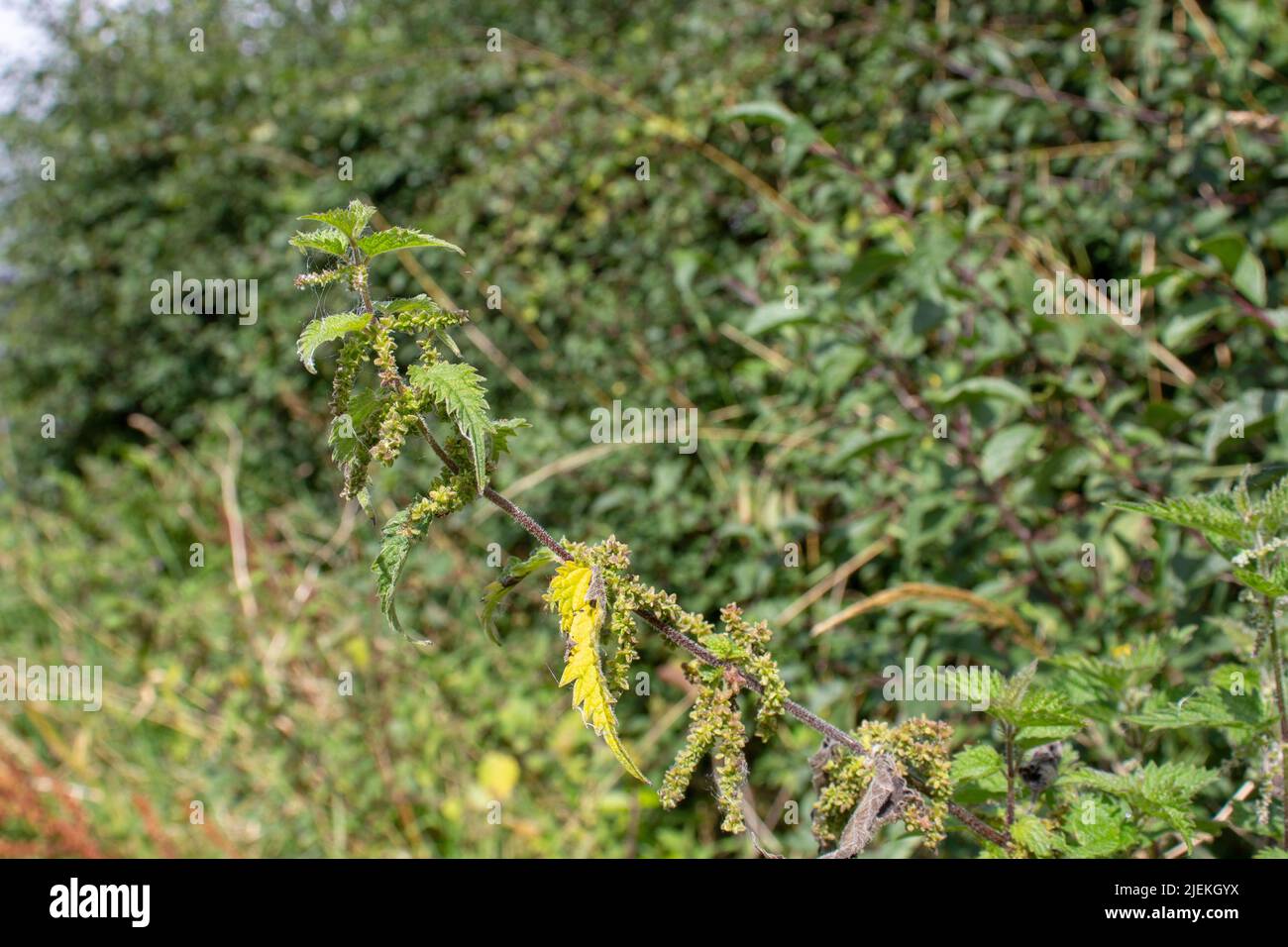 single stem of a Common stinging nettle (Urtica dioica) isolated on a ...