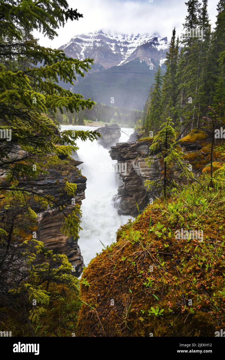 Alberta trees hi-res stock photography and images - Alamy