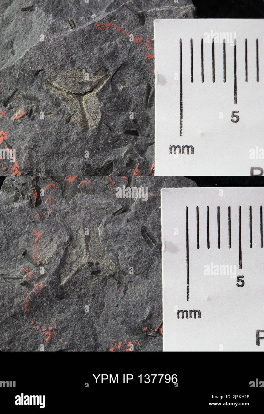 Eocystites primaevus animalia hi-res stock photography and images - Alamy