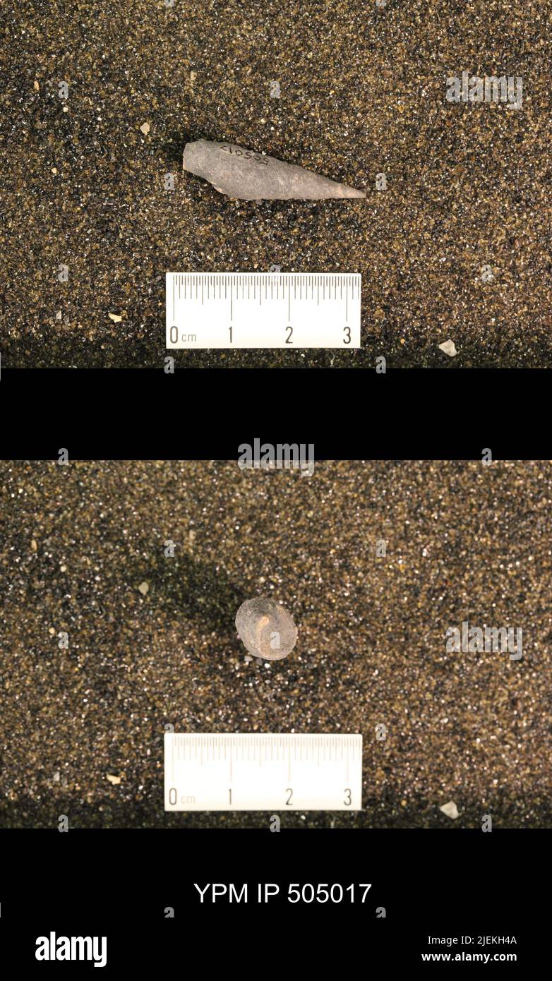 Peracuta hi-res stock photography and images - Alamy