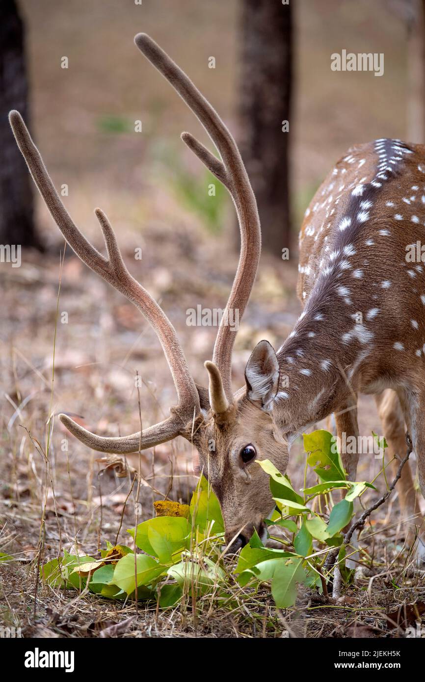 Male spotted deer (Axis axis) feeds on fallen leaves in Pench National ...