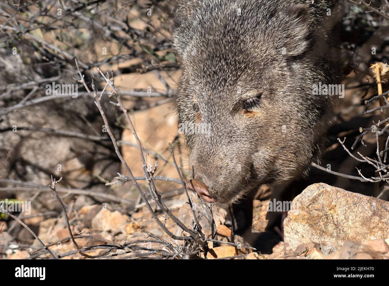 Javelina hi-res stock photography and images - Alamy