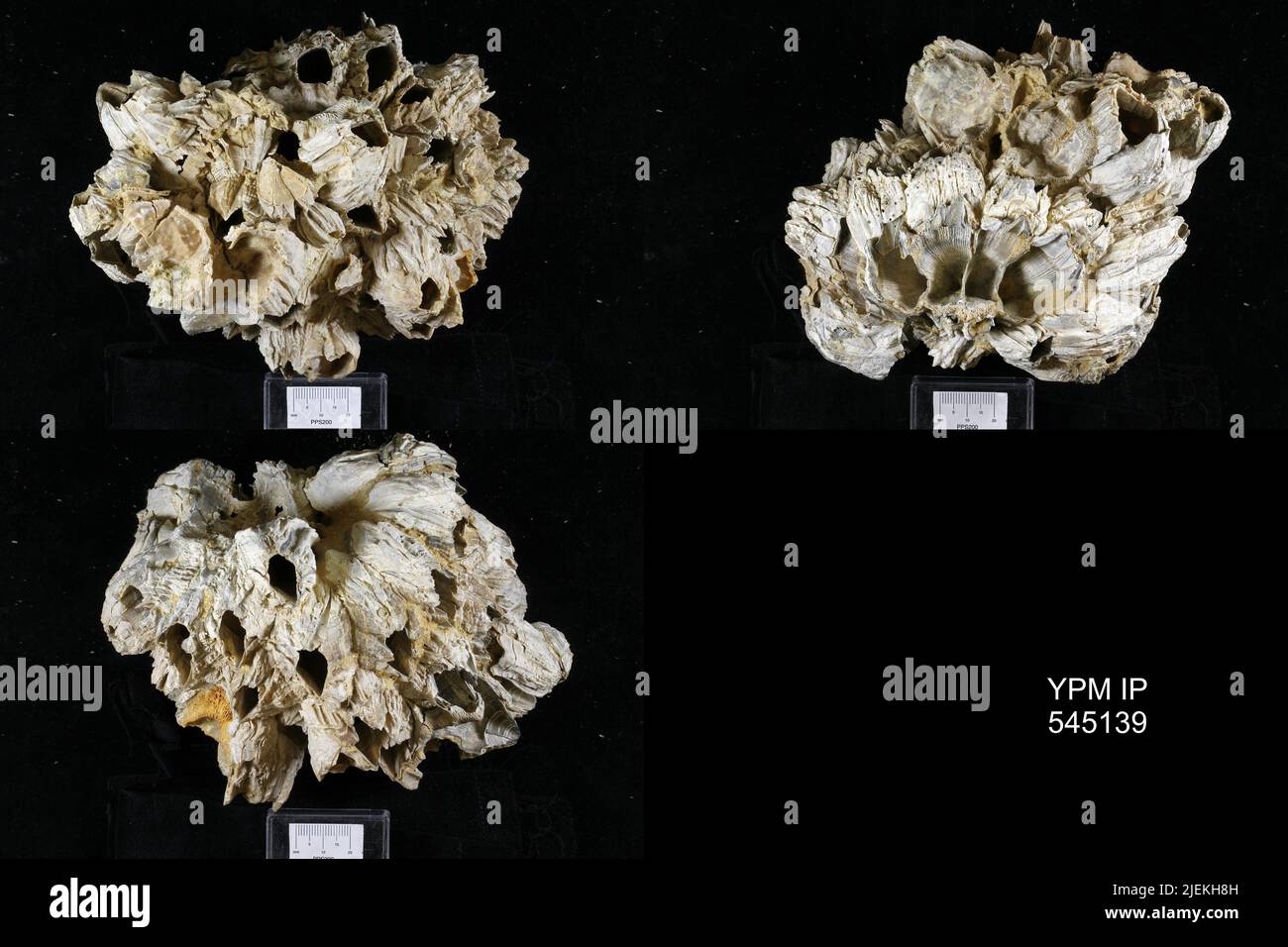 Balanus sp animalia hi-res stock photography and images - Alamy