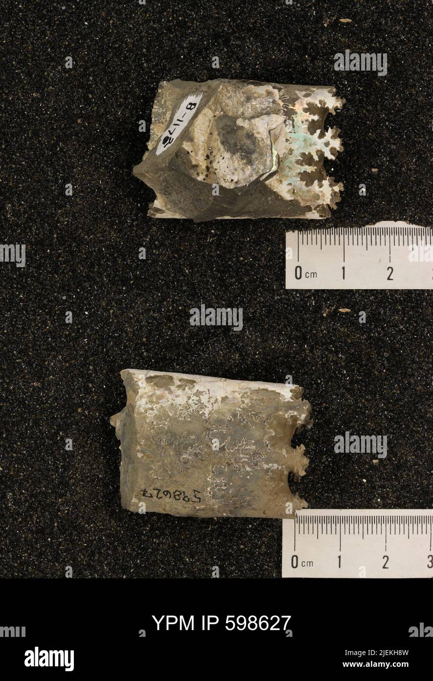 Baculites sp animalia hi-res stock photography and images - Alamy