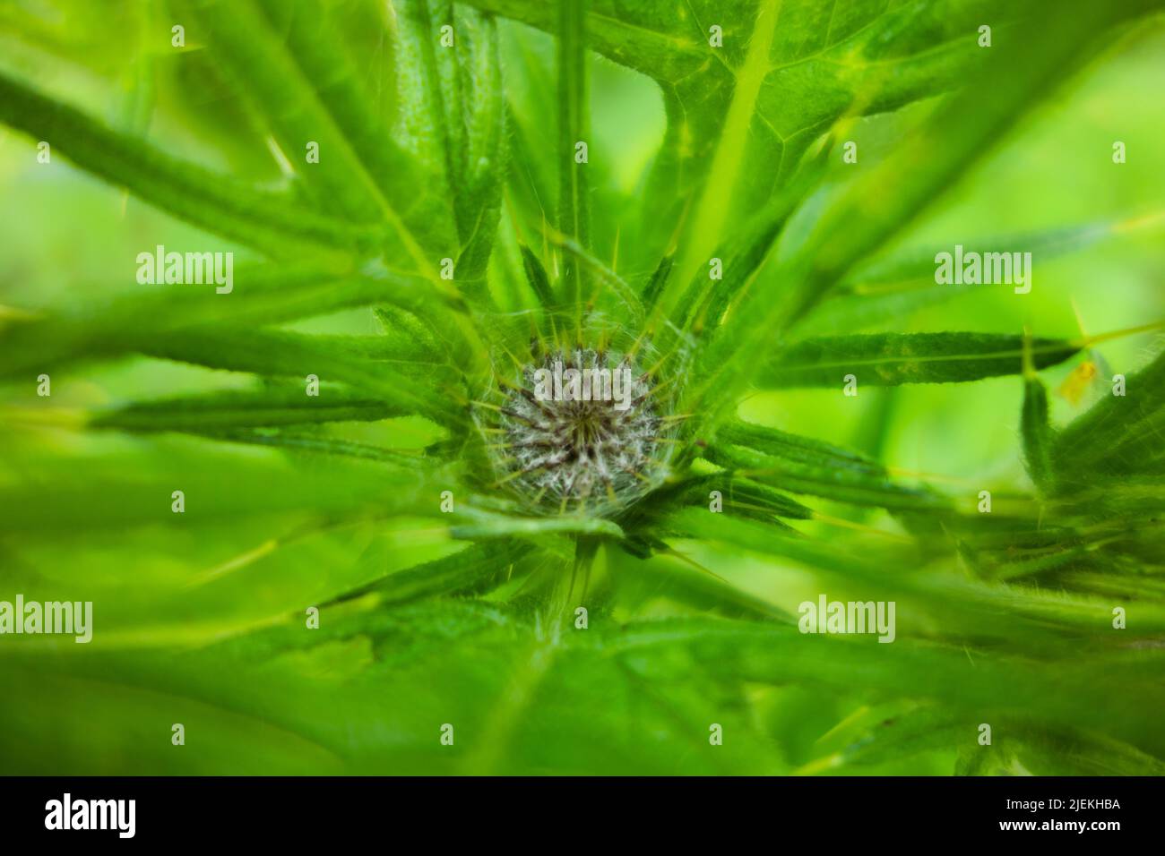 Strange textures hi-res stock photography and images - Alamy