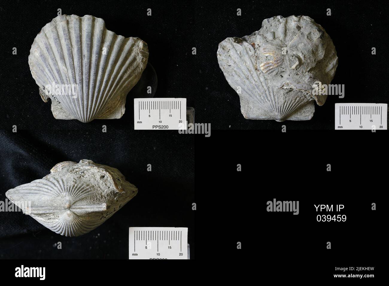 Argopecten irradians (Lamarck, 1819 Stock Photo - Alamy