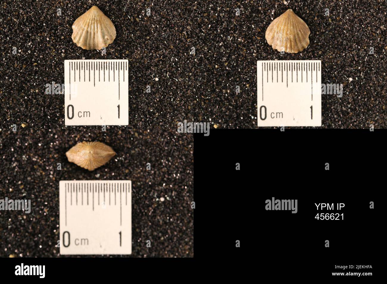 Rhynchonella dentata hall hi-res stock photography and images - Alamy