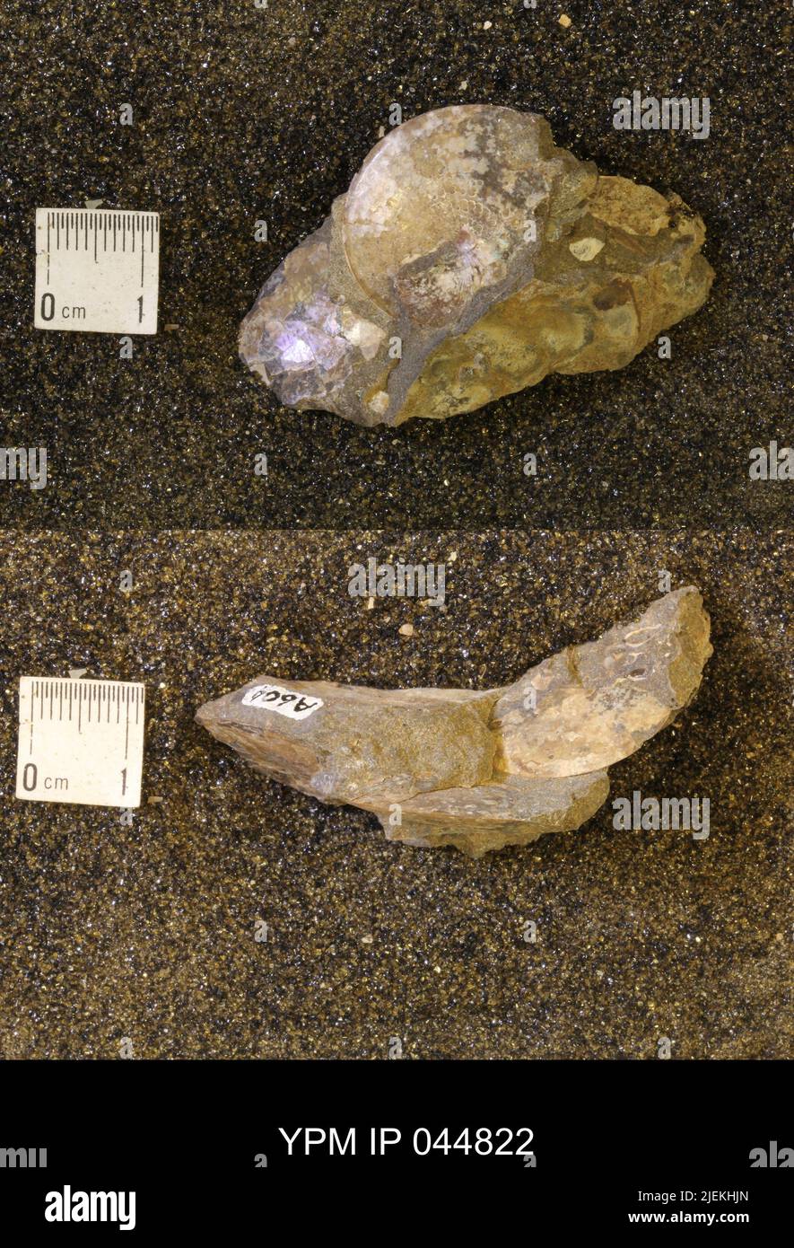 Sphenodiscus lenticularis owen animalia hi-res stock photography and ...